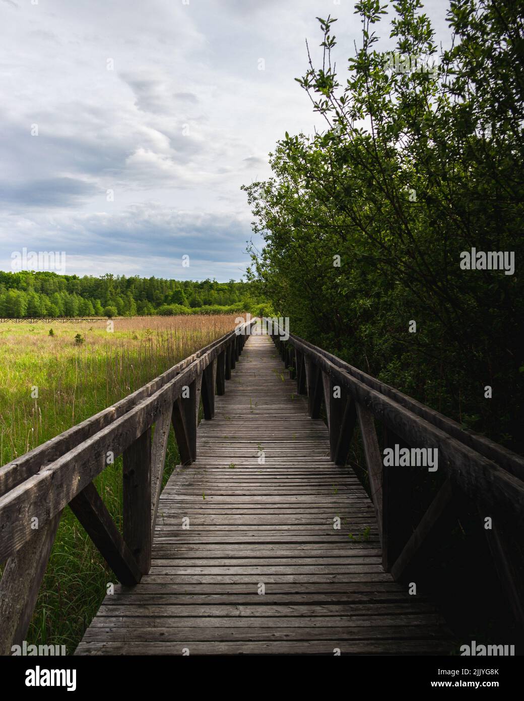 A vertical shot of wooden path in a green field surrounded by greenery ...