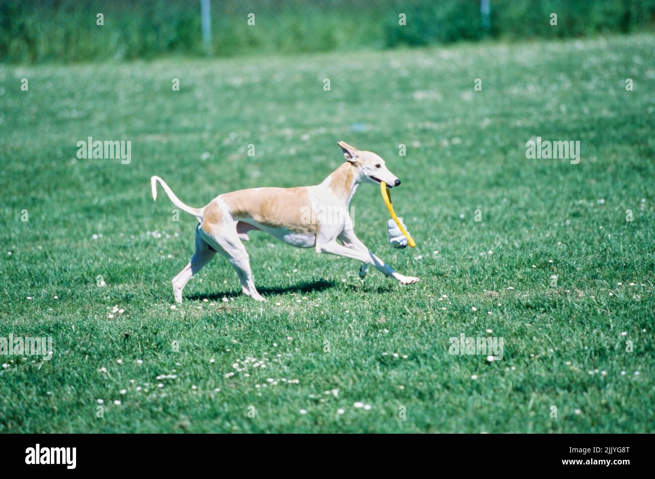Whippet running in grass outside carrying toy in mouth Stock Photo - Alamy