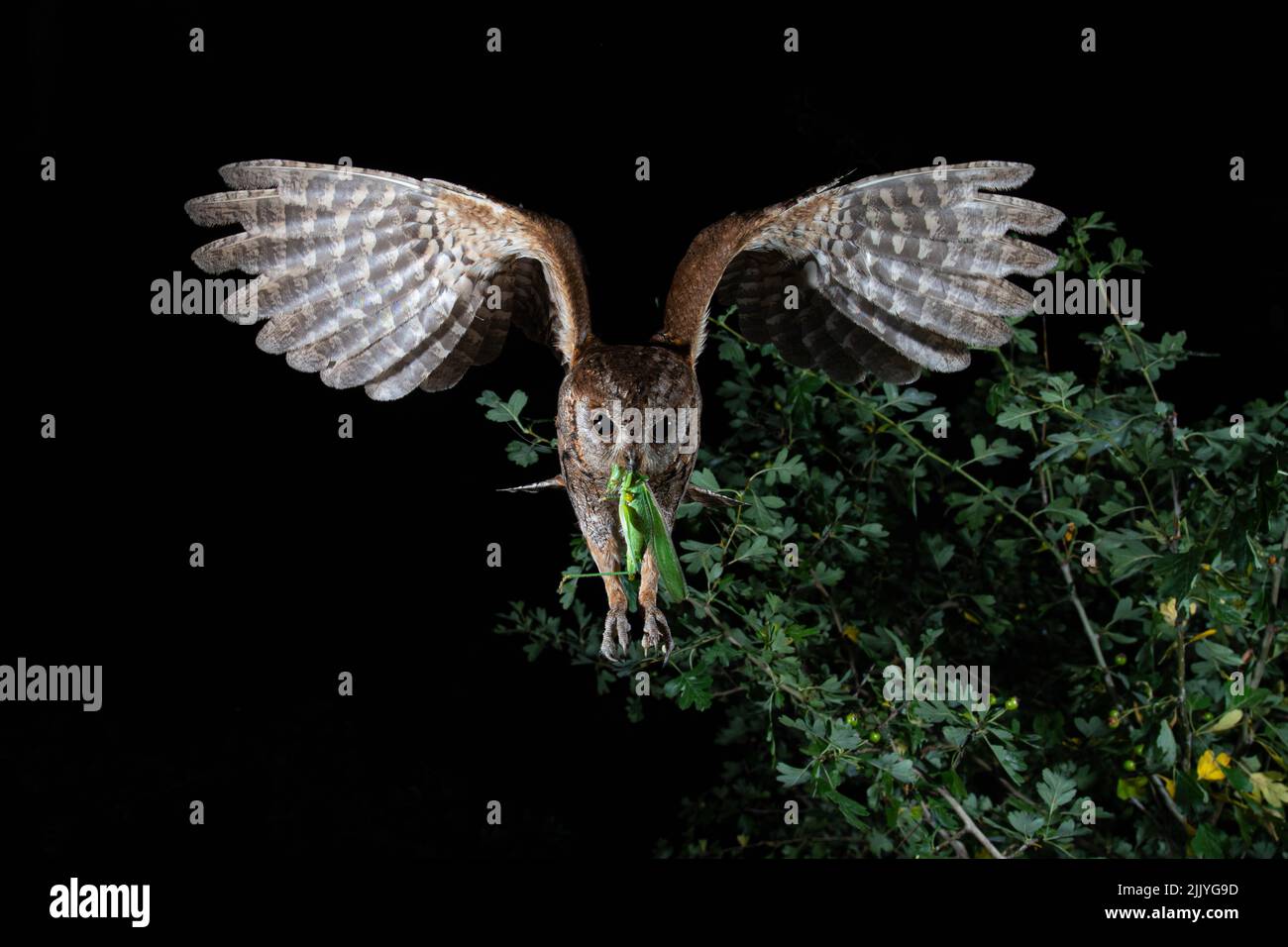 Eurasian scops owl (Otus scops) in flight with a prey Stock Photo - Alamy