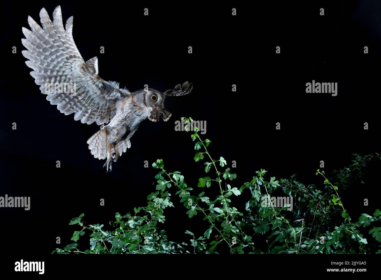 Eurasian scops owl (Otus scops) in flight with a prey Stock Photo - Alamy