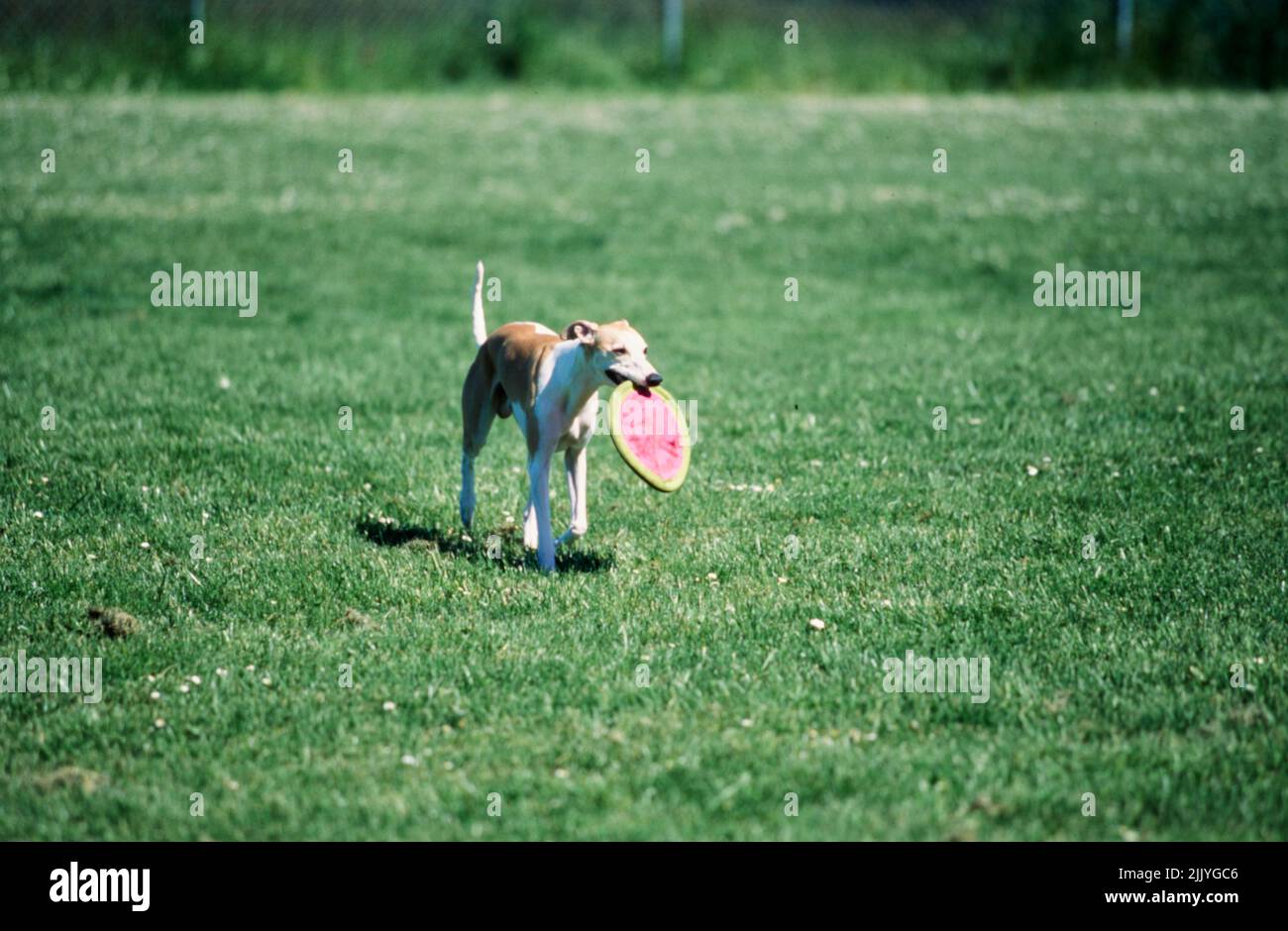 Whippet running in grass outside carrying frisbee in mouth Stock Photo ...