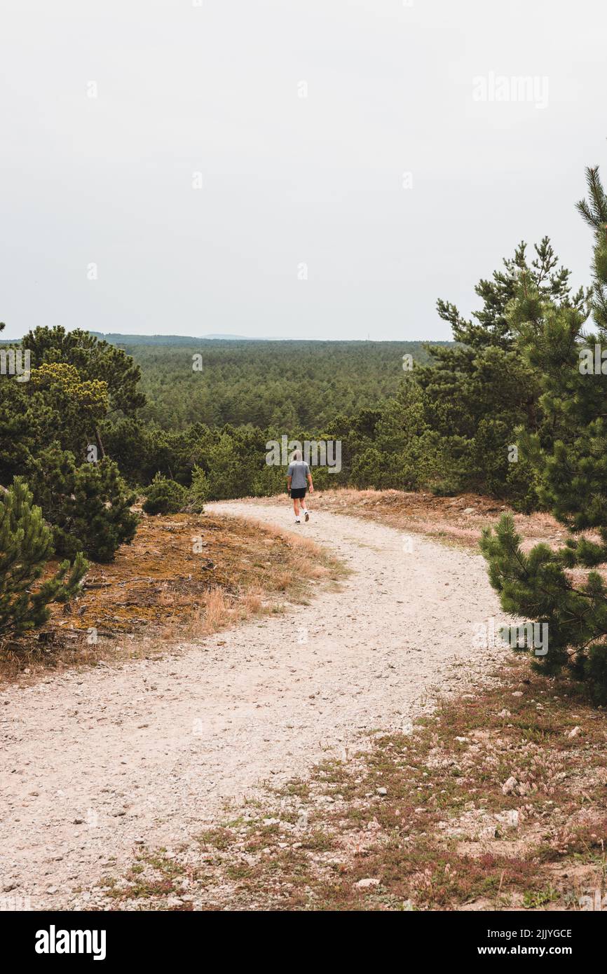 A vertical view of a man walking on a dirt trail amid a pine forest at ...