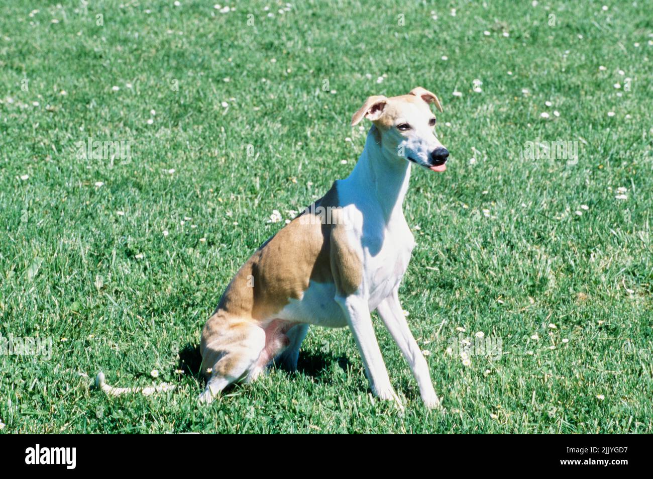 Sitting whippet hi-res stock photography and images - Alamy
