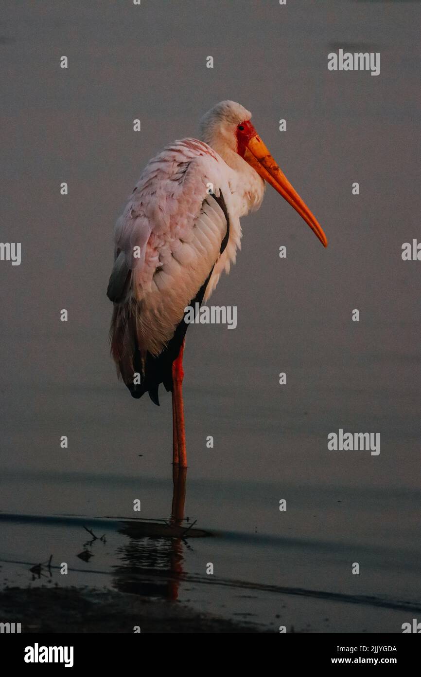 An African beak stork on the water Stock Photo - Alamy