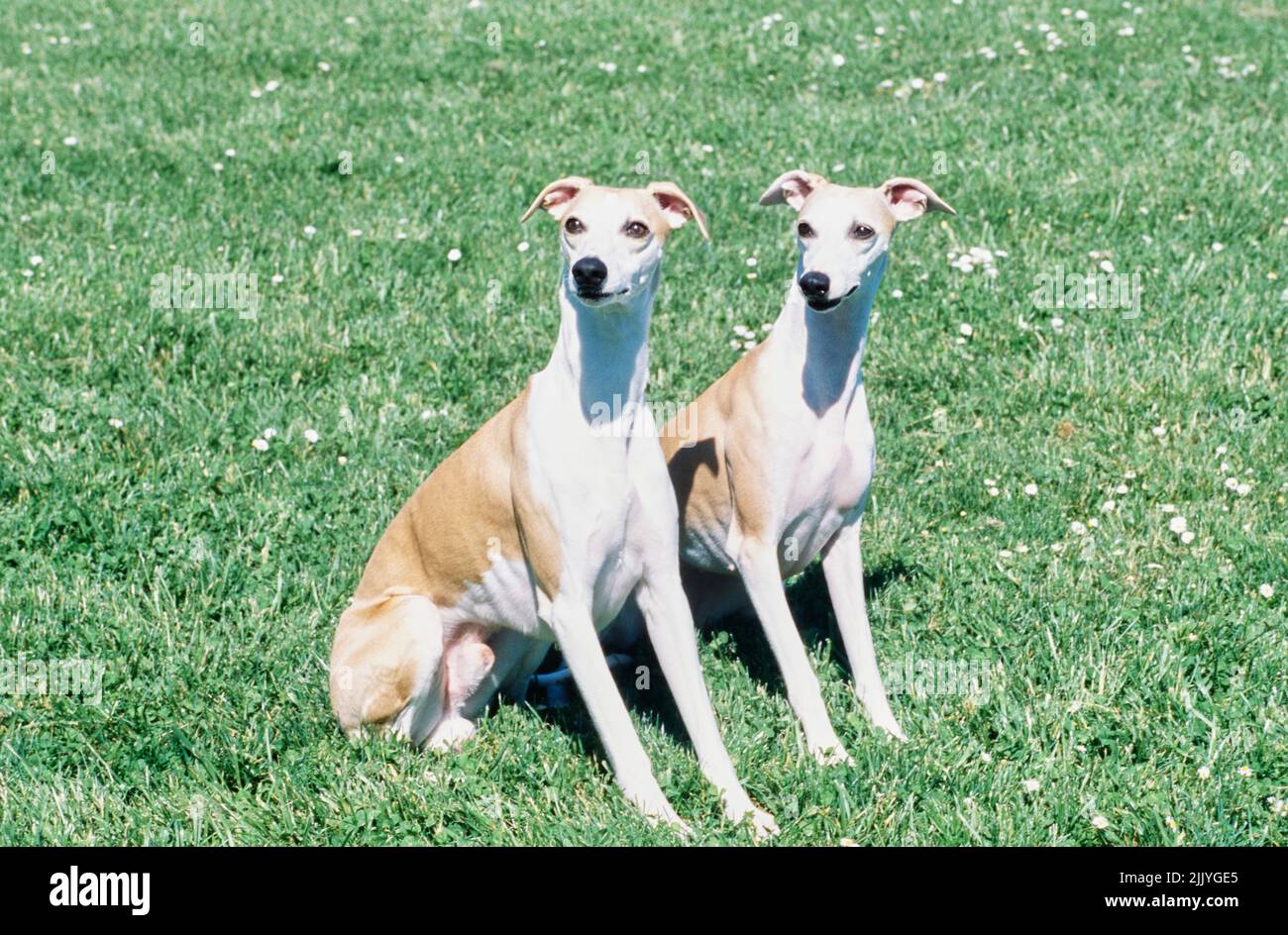 Two whippets hi-res stock photography and images - Alamy