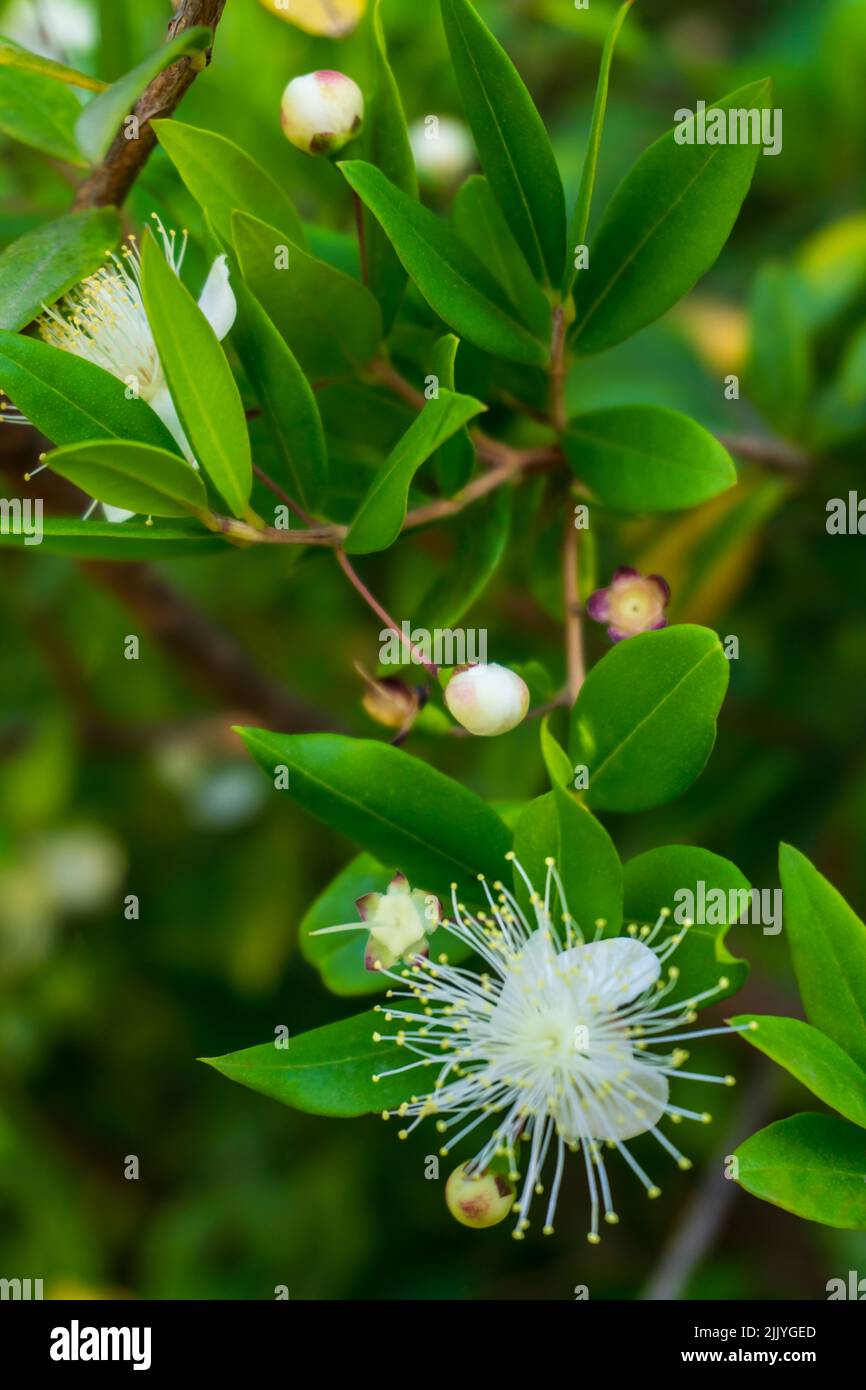 Myrtle flowers myrtus communis hi-res stock photography and images - Alamy