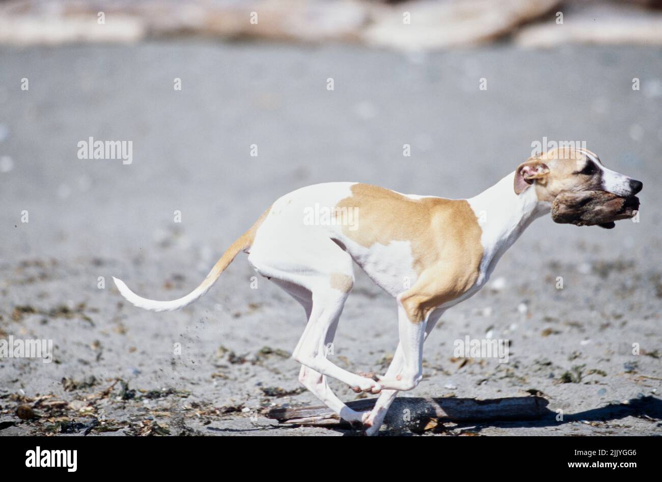 Whippet running outside on beach shore line carrying piece of wood in ...