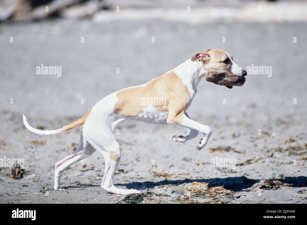 Whippet running outside on beach shore line carrying piece of wood in ...