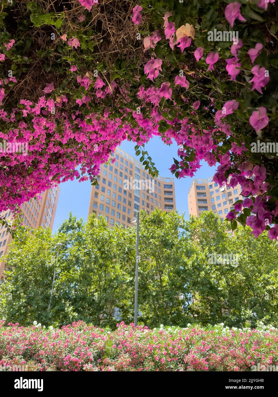 Valencia city spain flower hi-res stock photography and images - Alamy