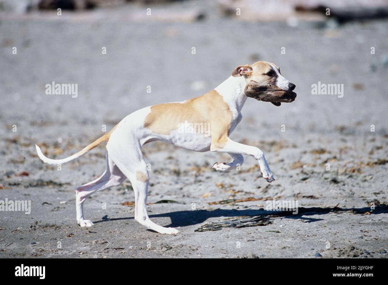 Whippet running outside on beach shore line carrying piece of wood in ...
