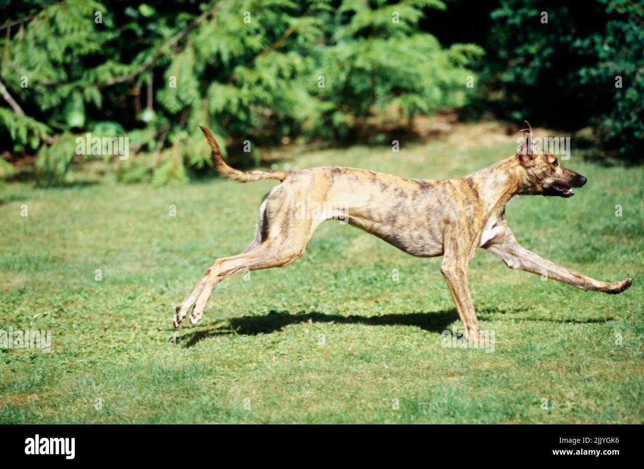Whippet running outside in grass Stock Photo - Alamy