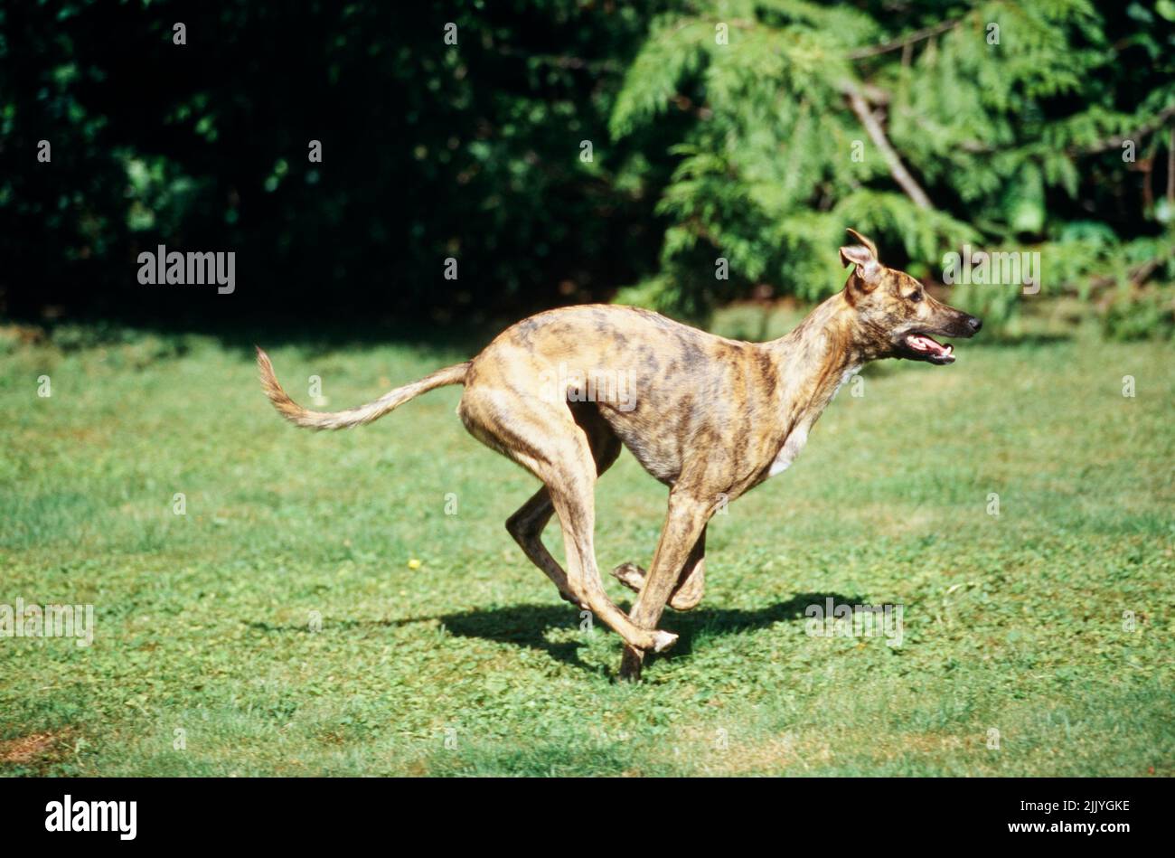 Whippet running outside in grass Stock Photo - Alamy