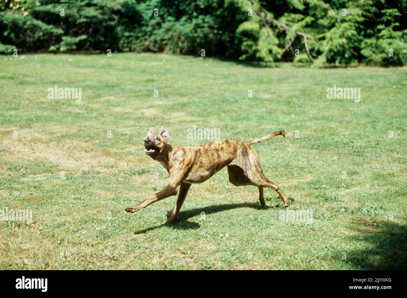 Whippet running outside in grass Stock Photo - Alamy