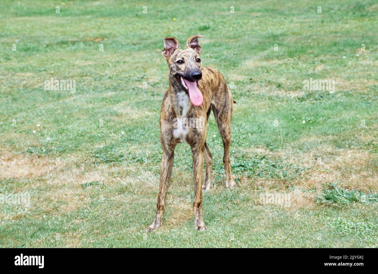 Whippet standing outside in grass Stock Photo - Alamy