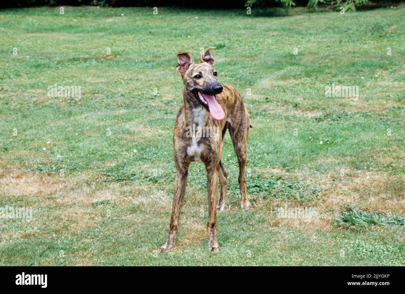 Whippet standing outside in grass Stock Photo - Alamy