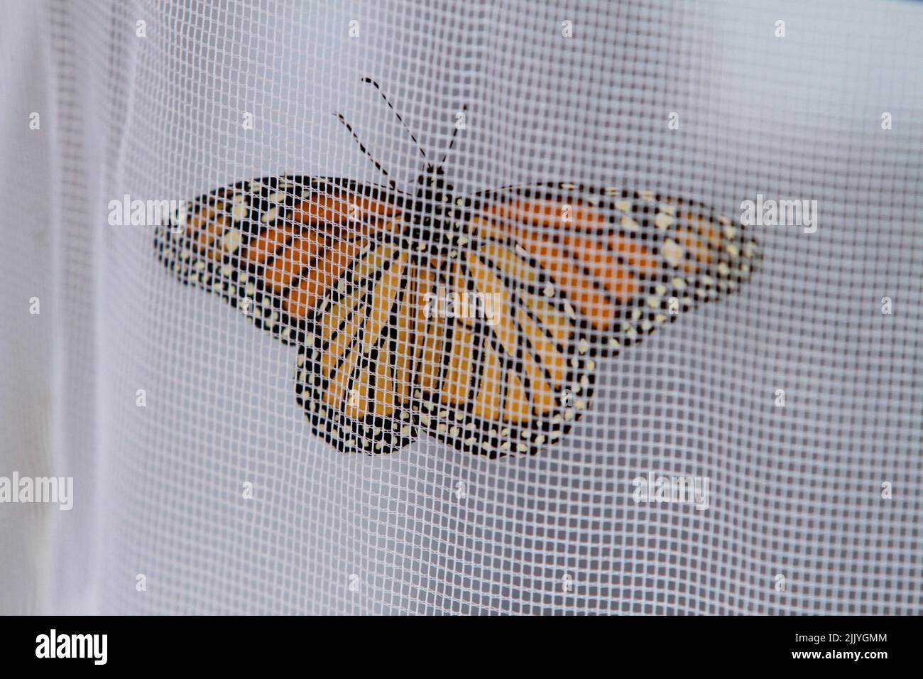 An endangered monarch butterfly clings to the inside of a butterfly net ...