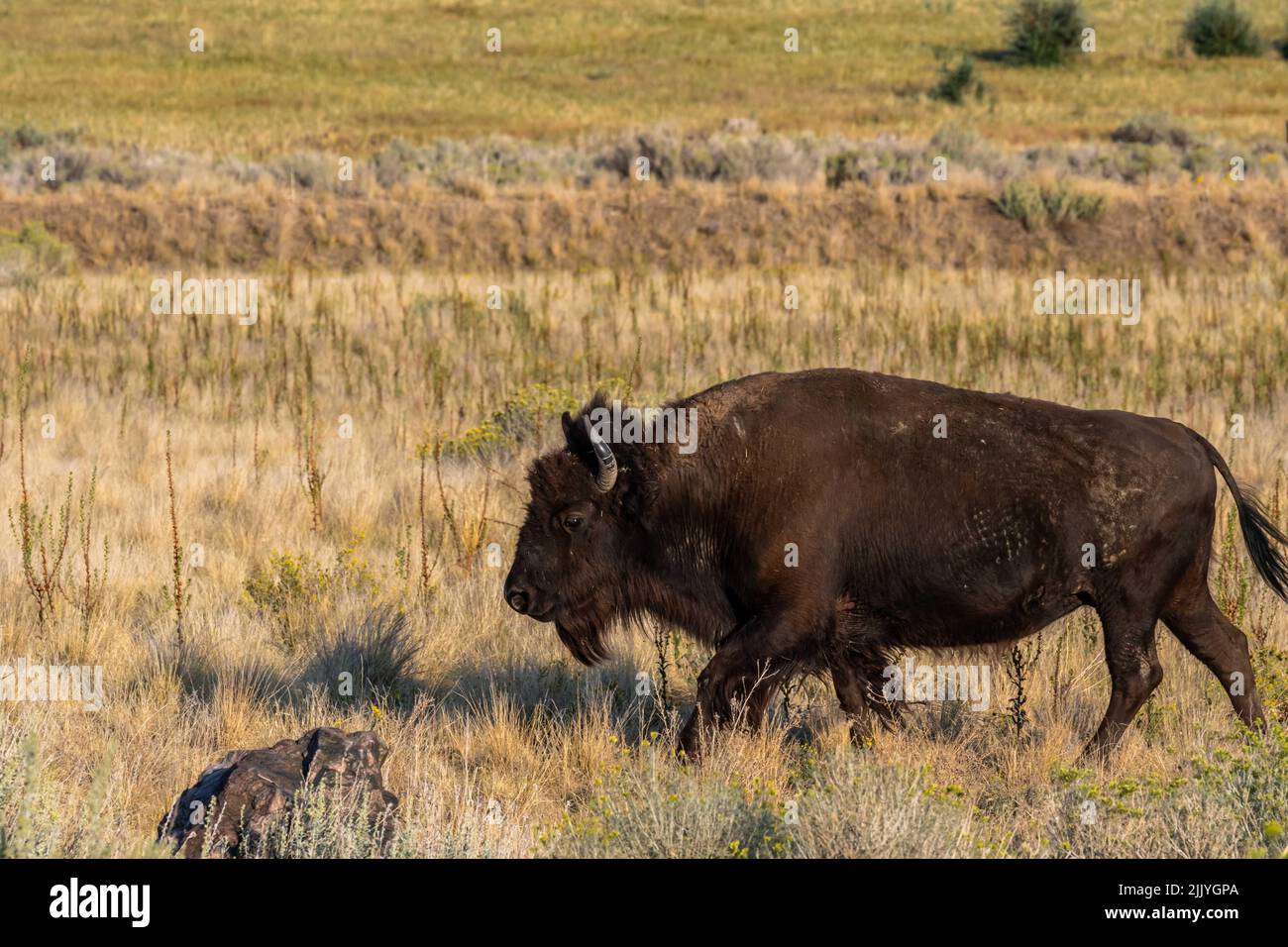 Buffalo roaming around in the greenery pasture of the preserve park ...