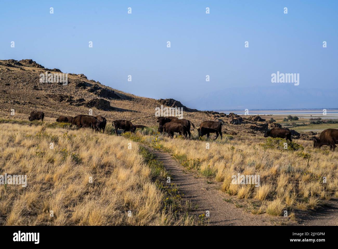American Bison in the field of Antelope Island State Park, Utah Stock ...
