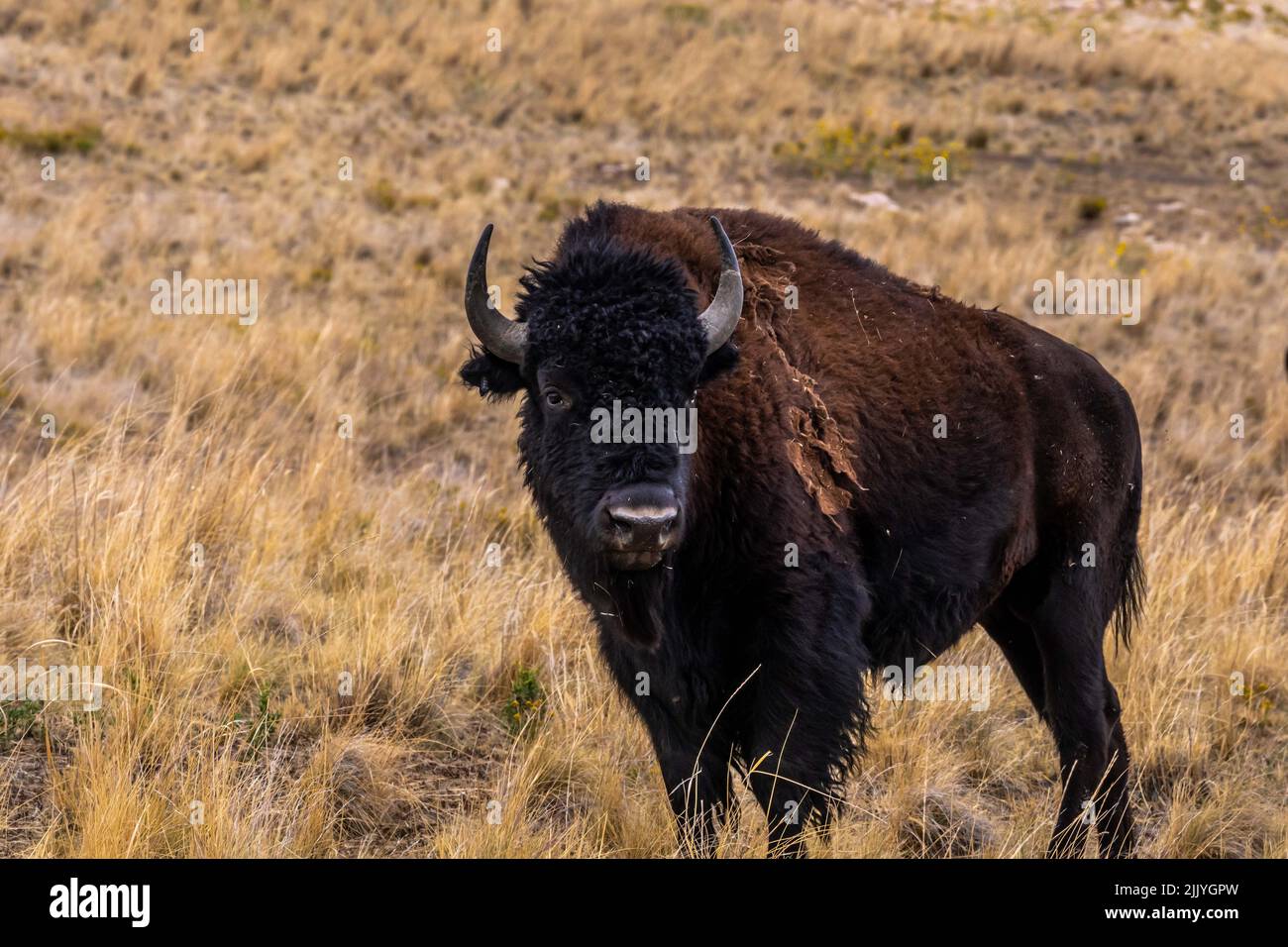 American Bison in the field of Antelope Island State Park, Utah Stock ...