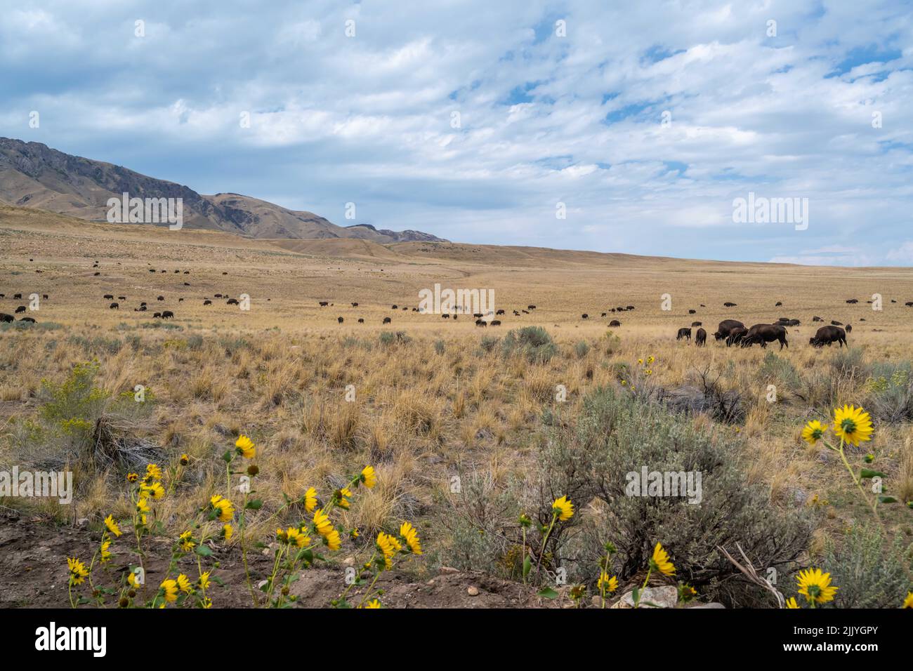 American Bison in the field of Antelope Island State Park, Utah Stock ...