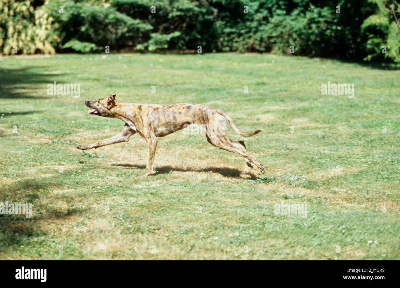 Whippet running outside in grass Stock Photo - Alamy