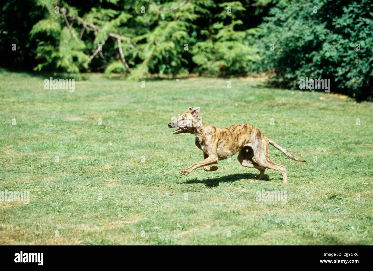 Whippet running outside in grass Stock Photo - Alamy