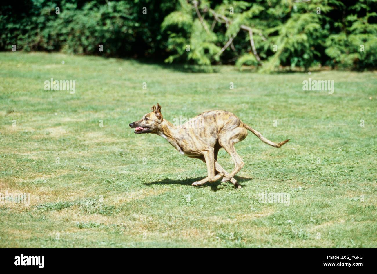 Whippet running outside in grass Stock Photo - Alamy