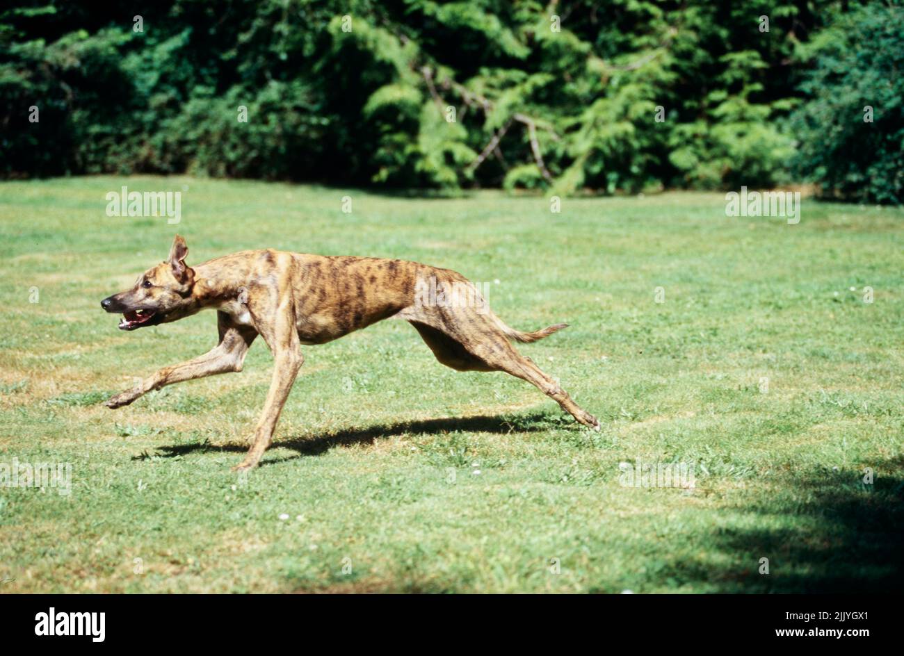 Whippet running outside in grass Stock Photo - Alamy