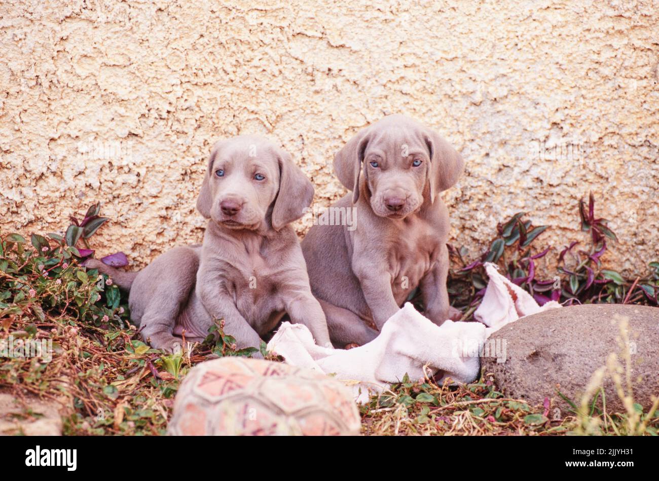 Two weimaraner puppies outside next to stone wall with towel Stock ...