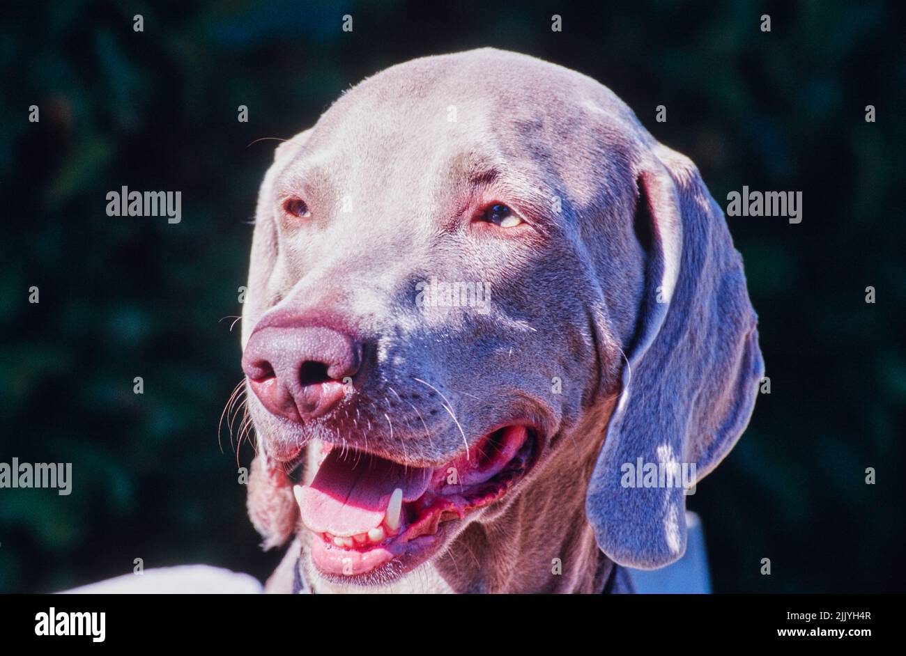 Weimaraner face close up outside Stock Photo - Alamy