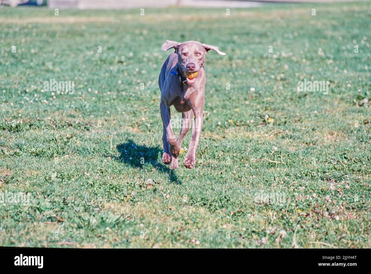 Weimaraner running outside in grass carrying ball in mouth Stock Photo ...