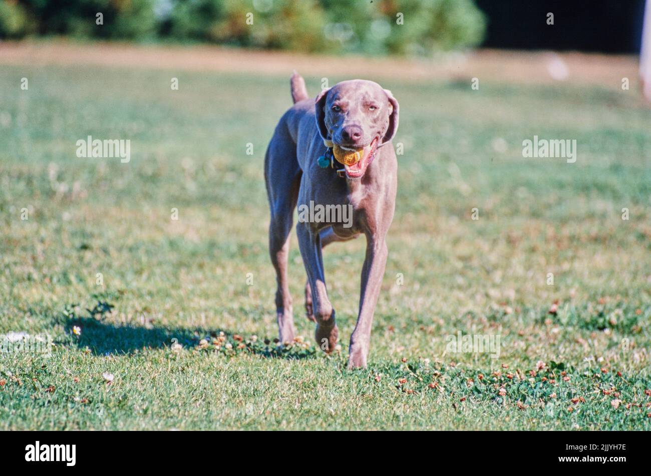 Weimaraner running outside in grass carrying ball in mouth Stock Photo ...