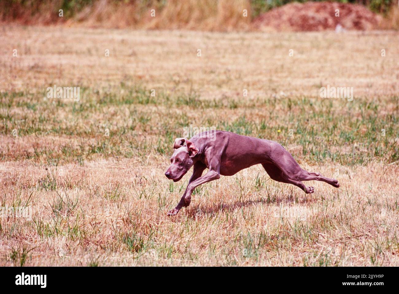 Weimaraner running outside in grassy field Stock Photo - Alamy