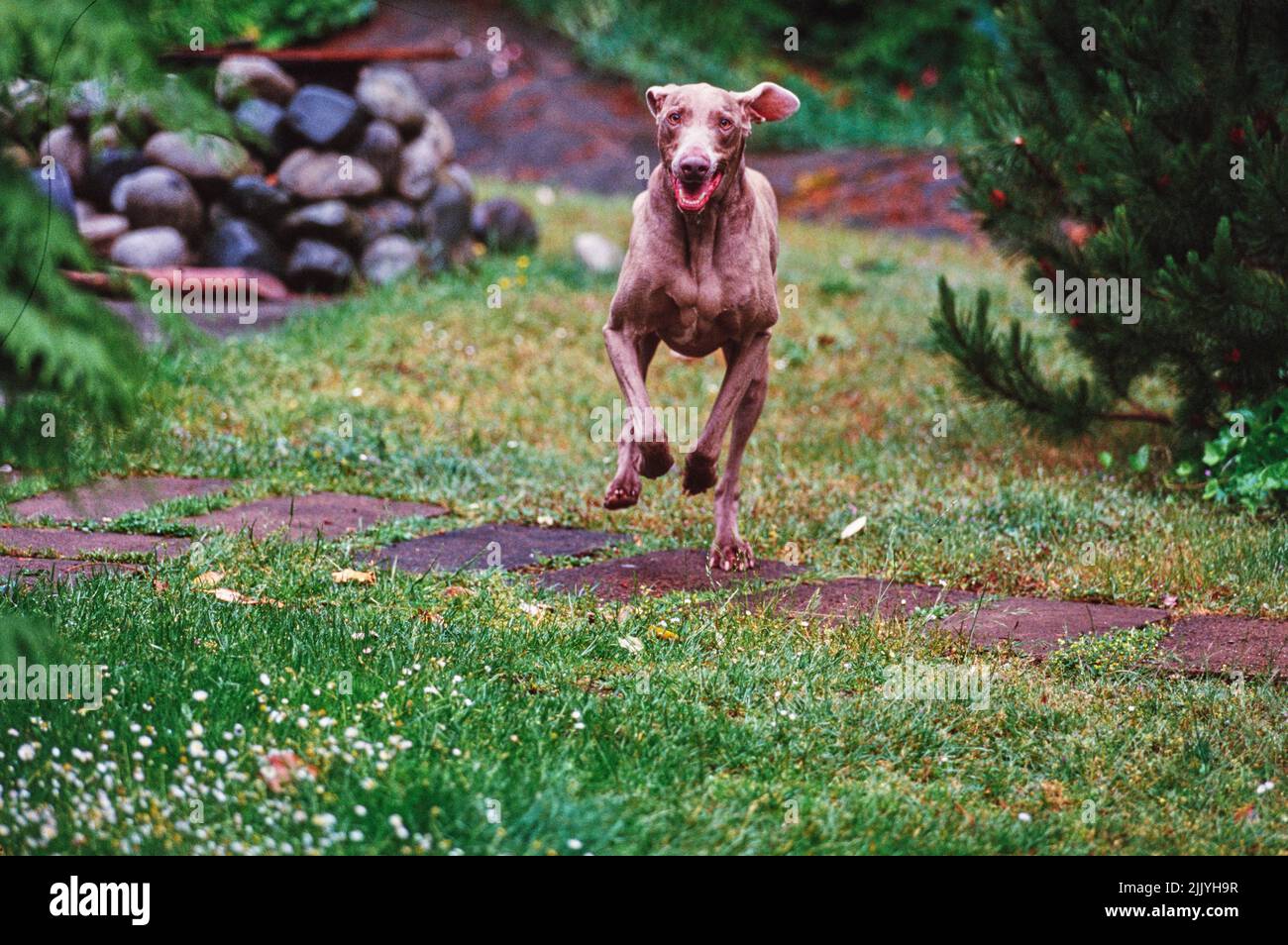 Weimaraner running outside in grassy yard Stock Photo - Alamy