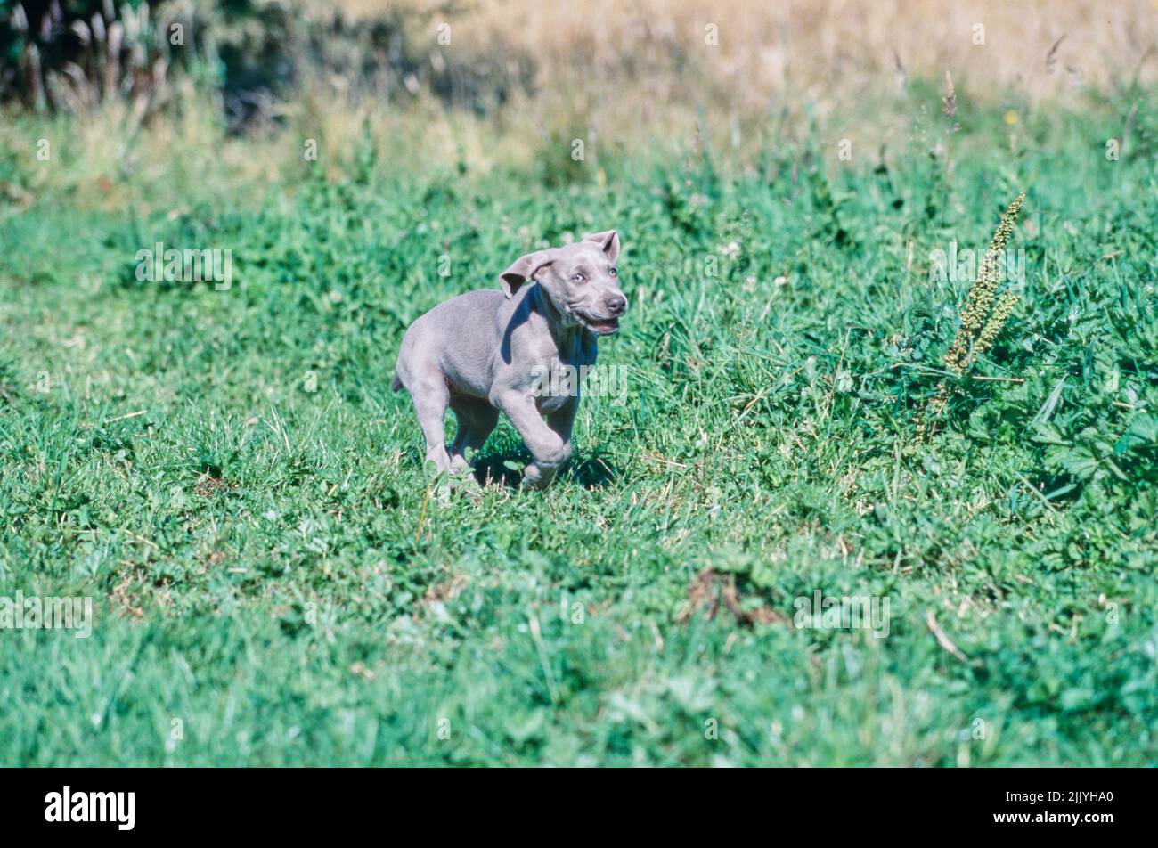Weimaraner puppy running in grass outside Stock Photo - Alamy