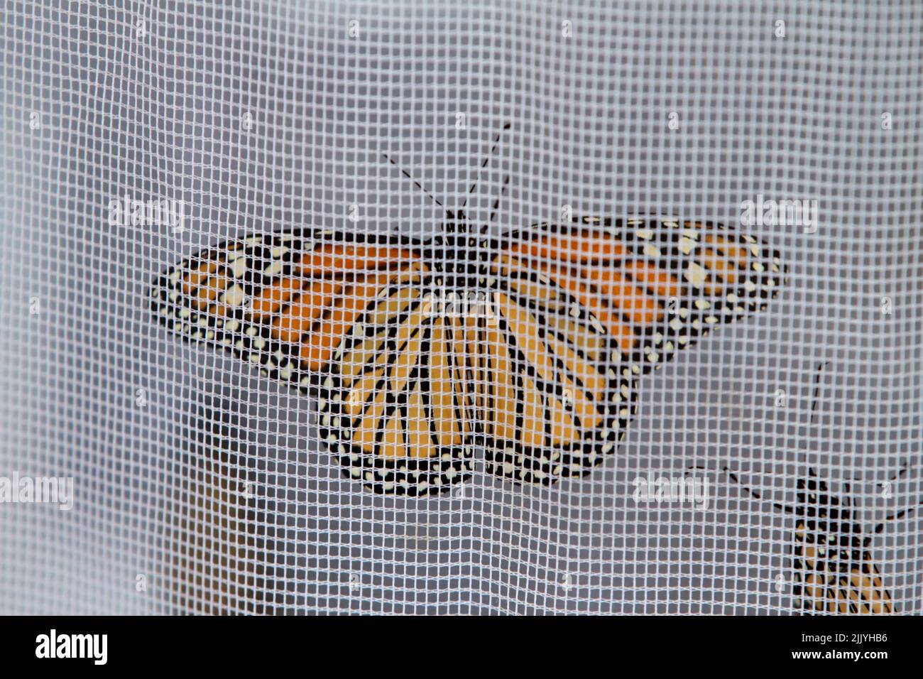 An endangered monarch butterfly clings to the inside of a butterfly net ...