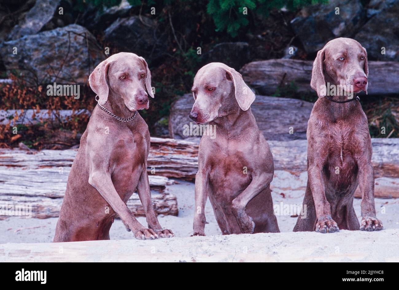 Weimaraner dog sitting on hi-res stock photography and images - Alamy