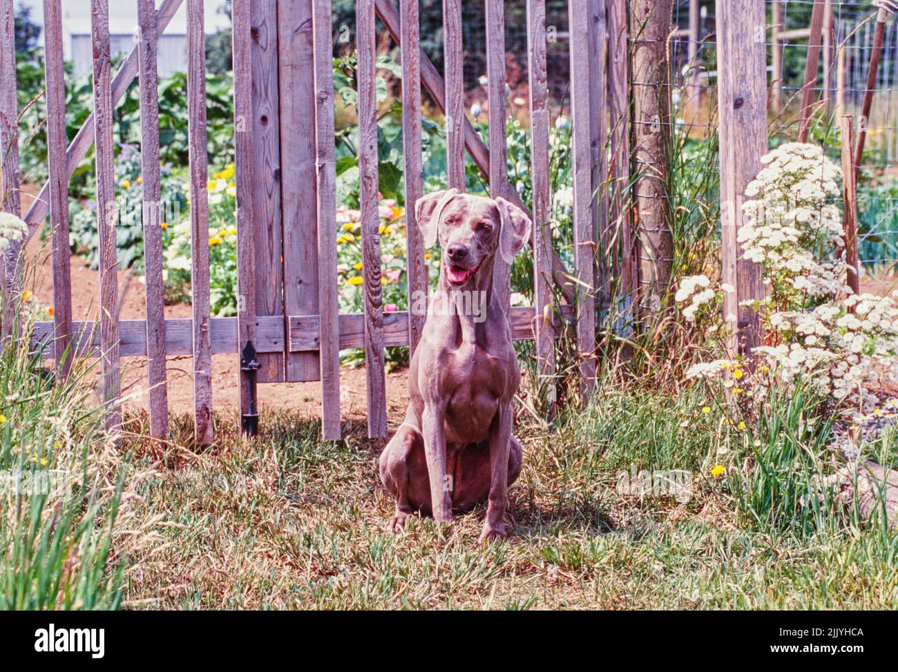 Sitting gate hi-res stock photography and images - Alamy