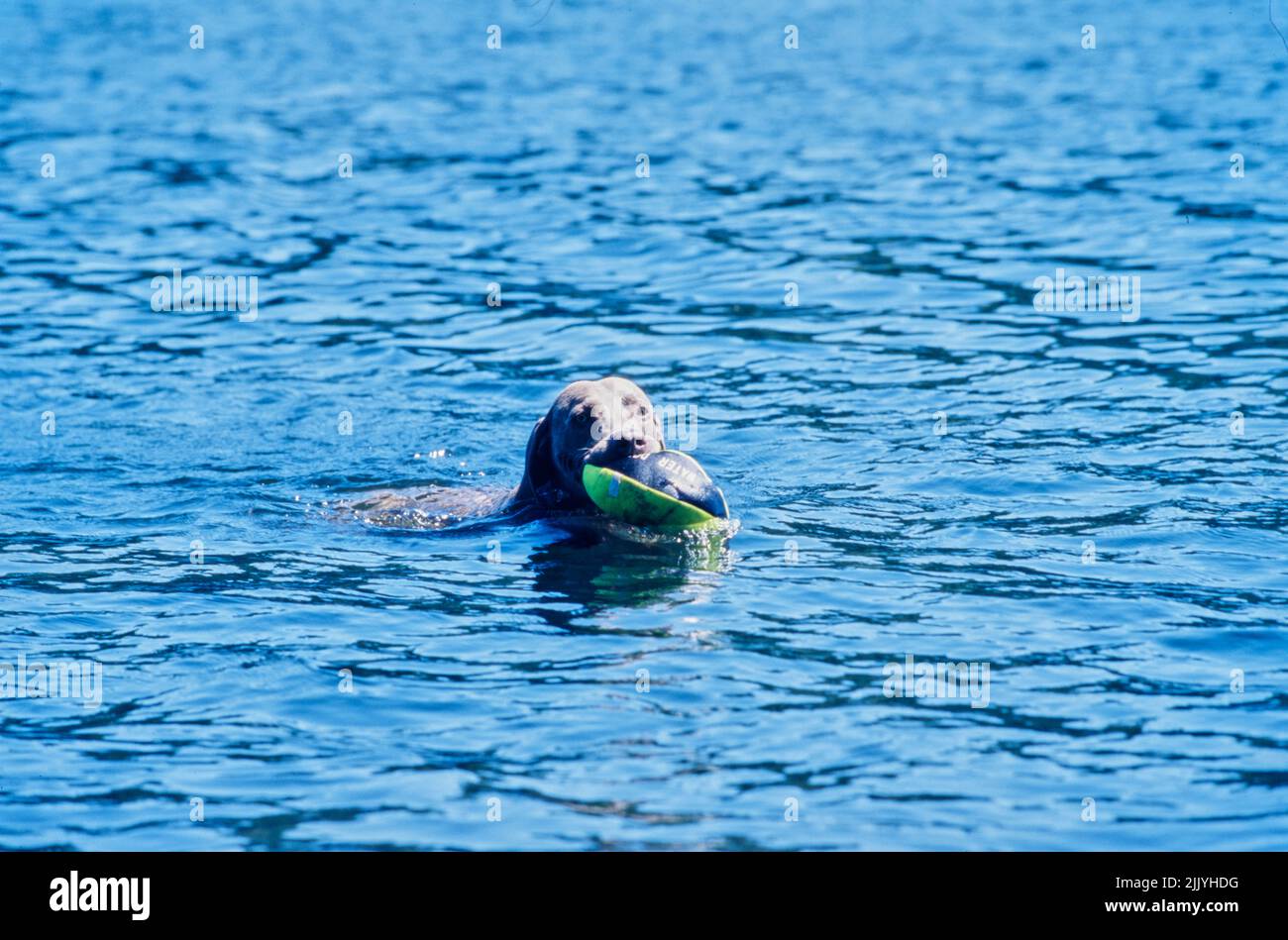 Weimaraner swimming in blue water carrying football in mouth Stock ...