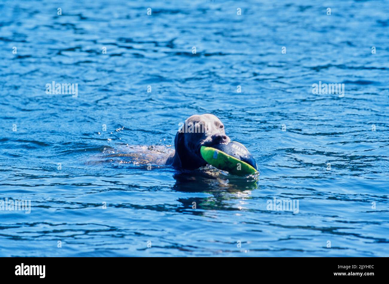 Weimaraner swimming in blue water carrying football in mouth Stock ...