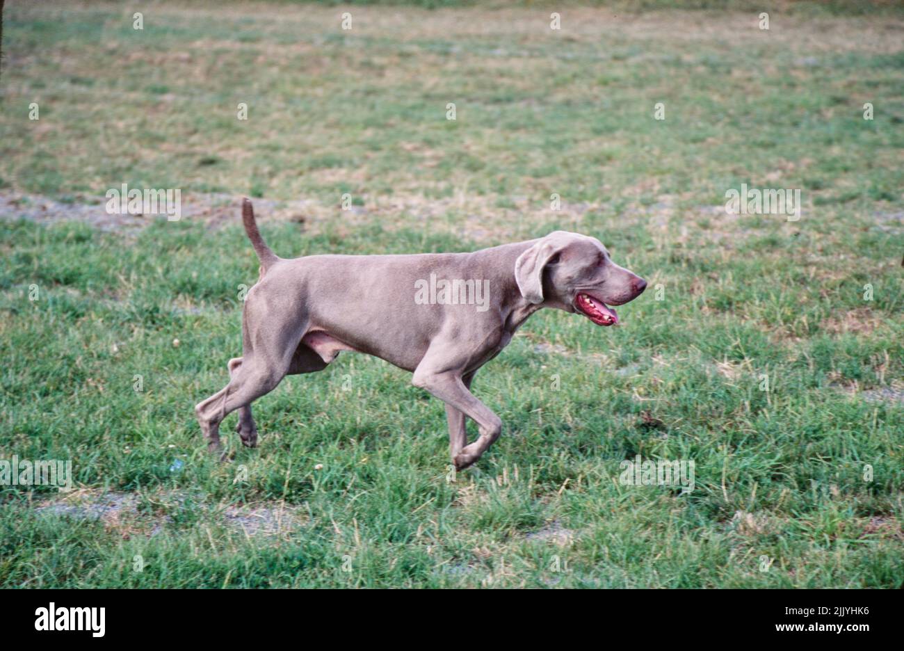 Weimaraner running in grassy field outside Stock Photo - Alamy