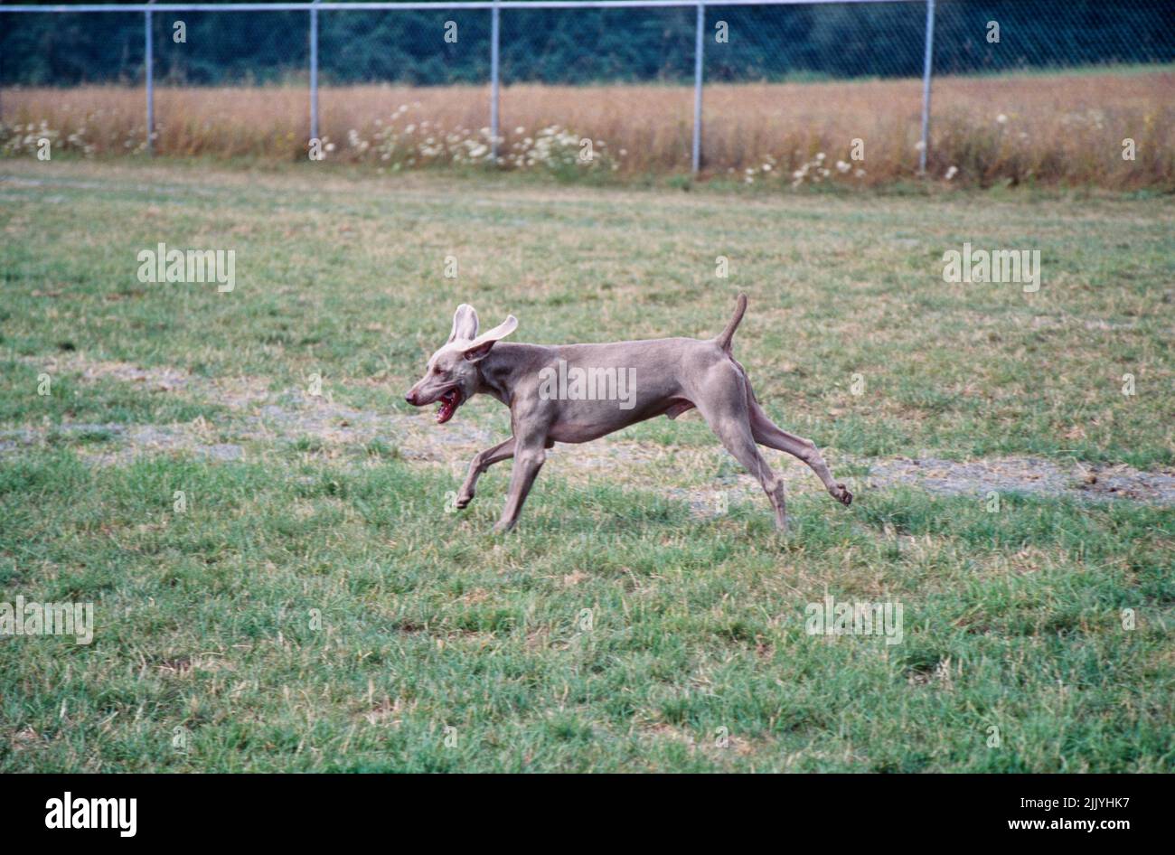 Weimaraner running in grassy field outside Stock Photo - Alamy