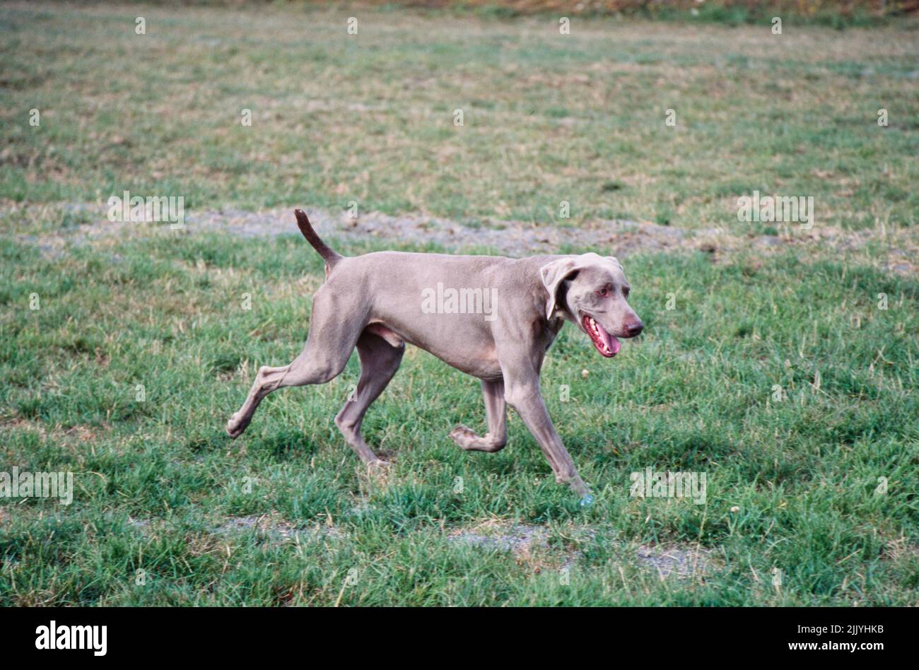 Weimaraner running in grassy field outside Stock Photo - Alamy