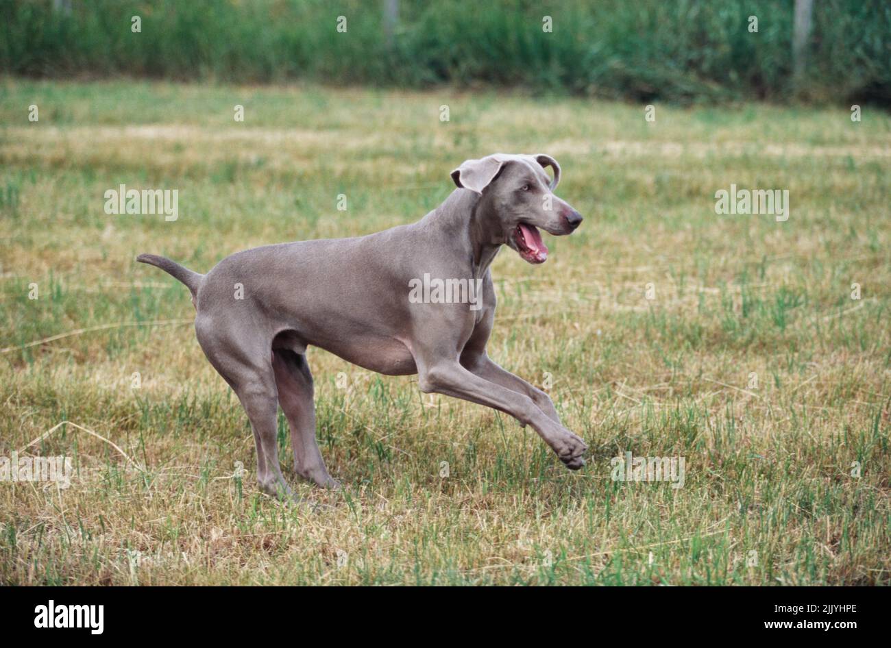 Weimaraner running in grassy field outside Stock Photo - Alamy