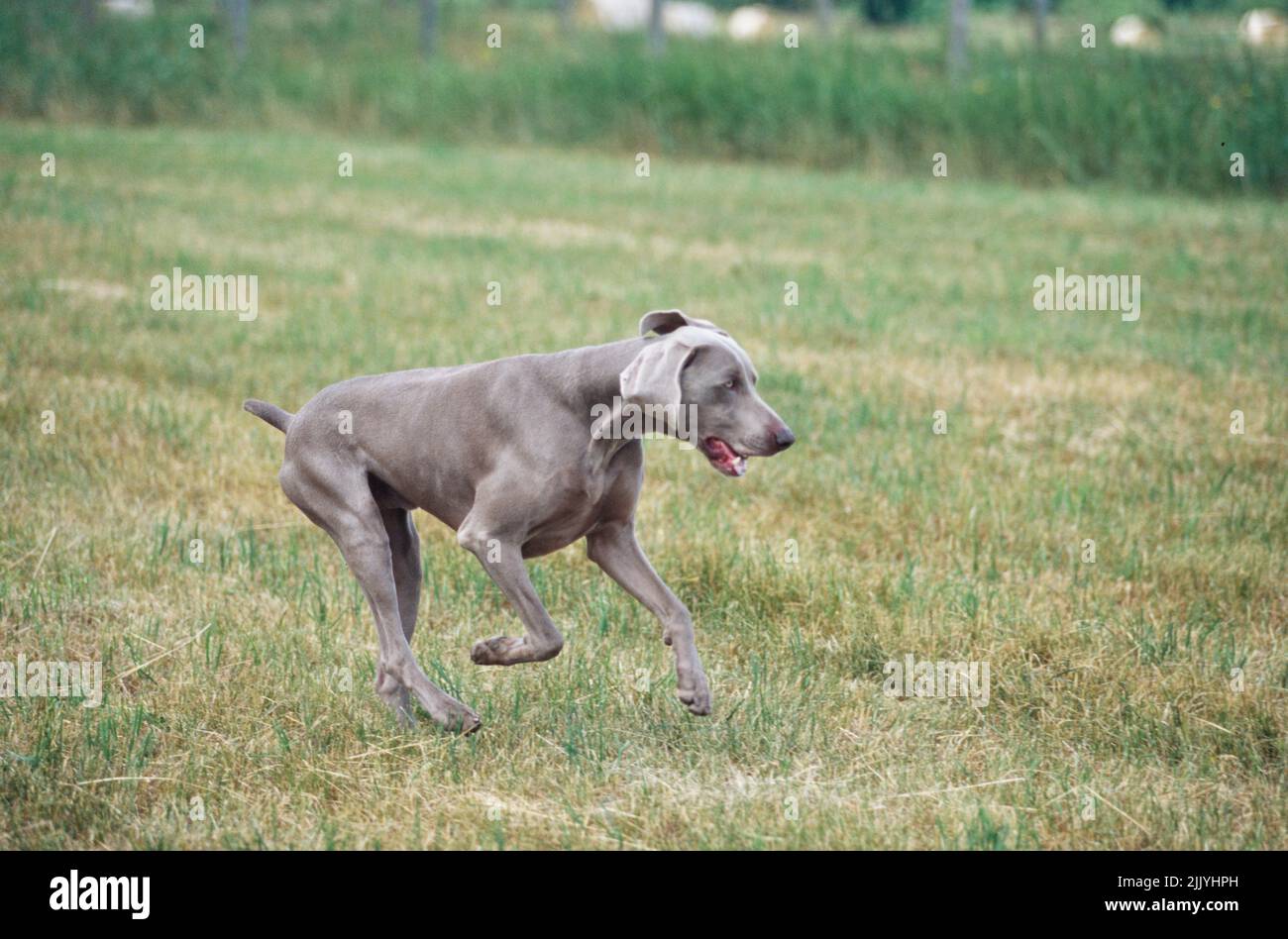 Weimaraner running in grassy field outside Stock Photo - Alamy