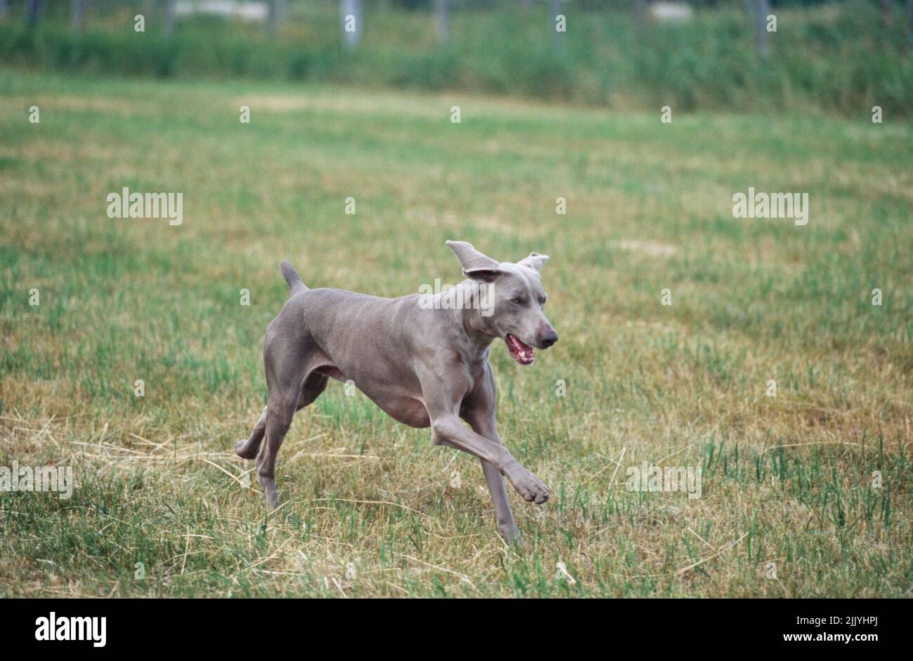 Weimaraner running in grassy field outside Stock Photo - Alamy