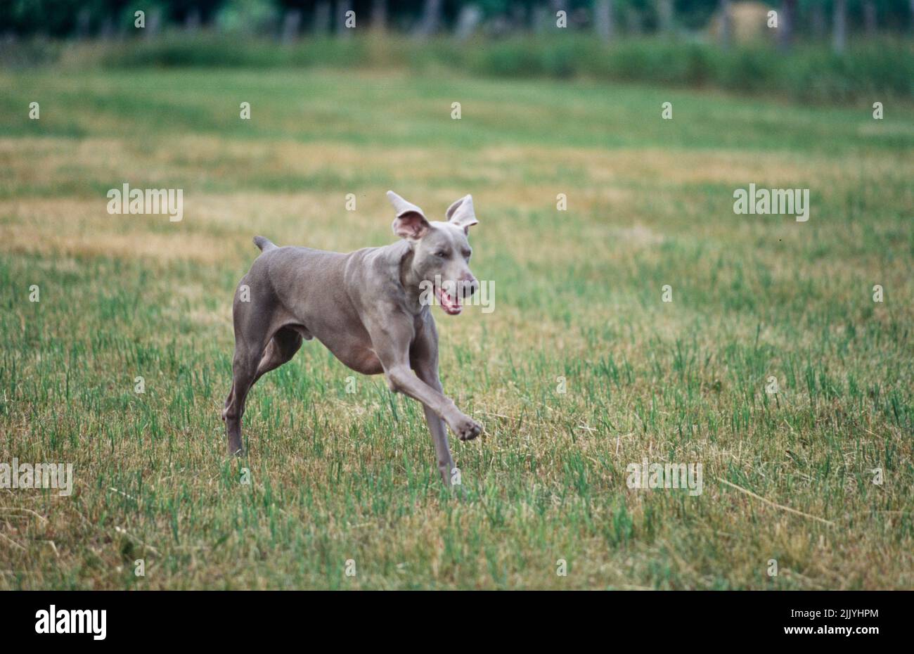 Weimaraner running in grassy field outside Stock Photo - Alamy
