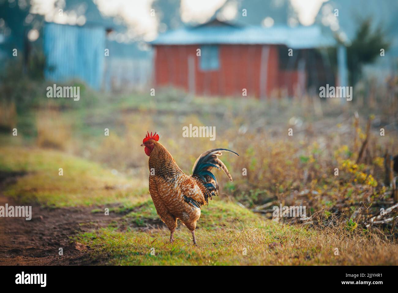 Farming in Kenya. Rooster in the African countryside. Red soil and ...