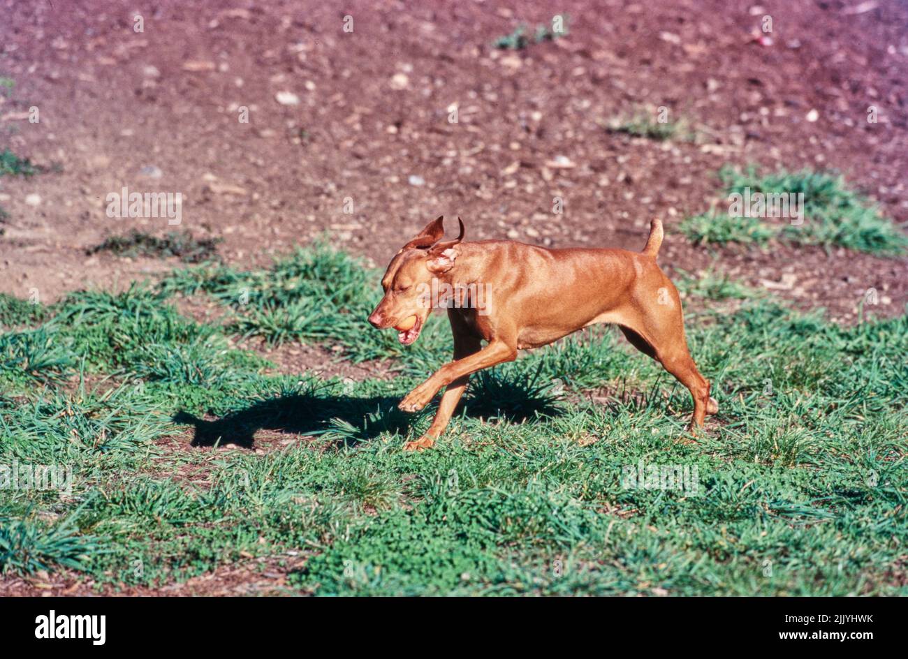 Running carrying ball hi-res stock photography and images - Alamy