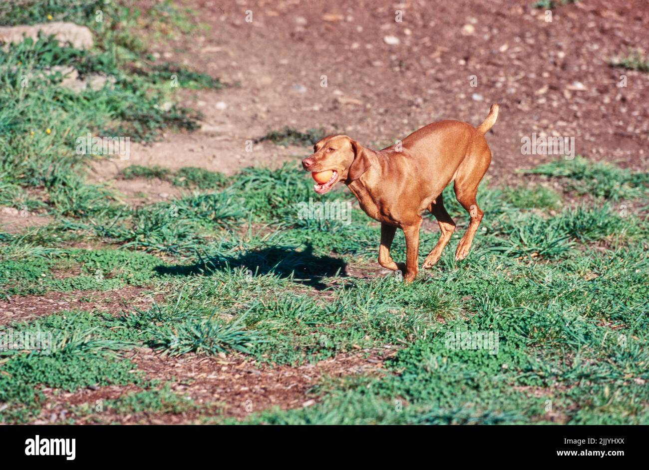 Vizsla running outside carrying ball in mouth Stock Photo - Alamy